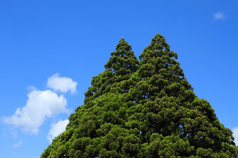 The Great Cedar of Kosugi