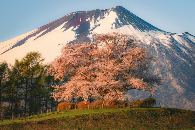 One cherry tree in Tameuchi | Hachimantai City, Iwate Prefecture Access information