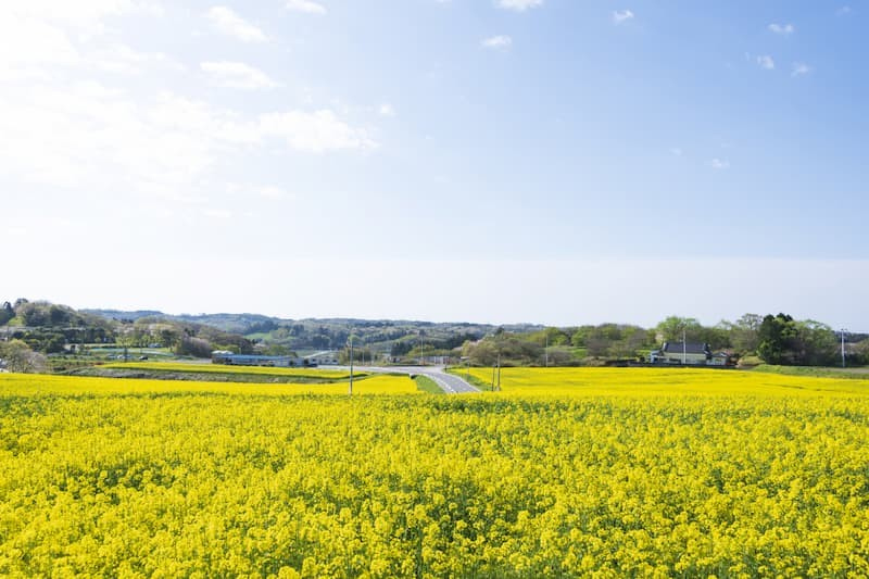 bukit bunga matahari
