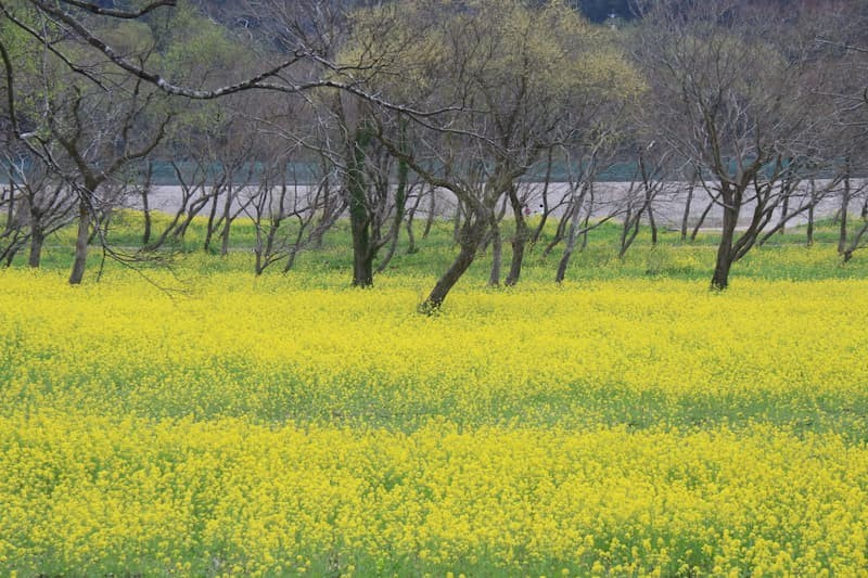 Bunga lobak di dasar sungai Shimanto (hutan willow Irita)