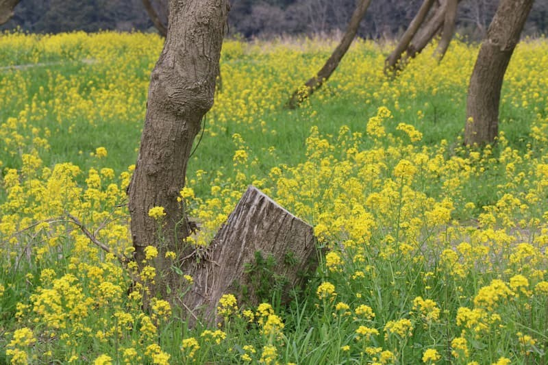 Bunga lobak di dasar sungai Shimanto (hutan willow Irita)