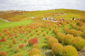 Hitachi Seaside Park