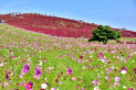 Hitachi Seaside Park