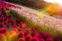 Hitachi Seaside Park