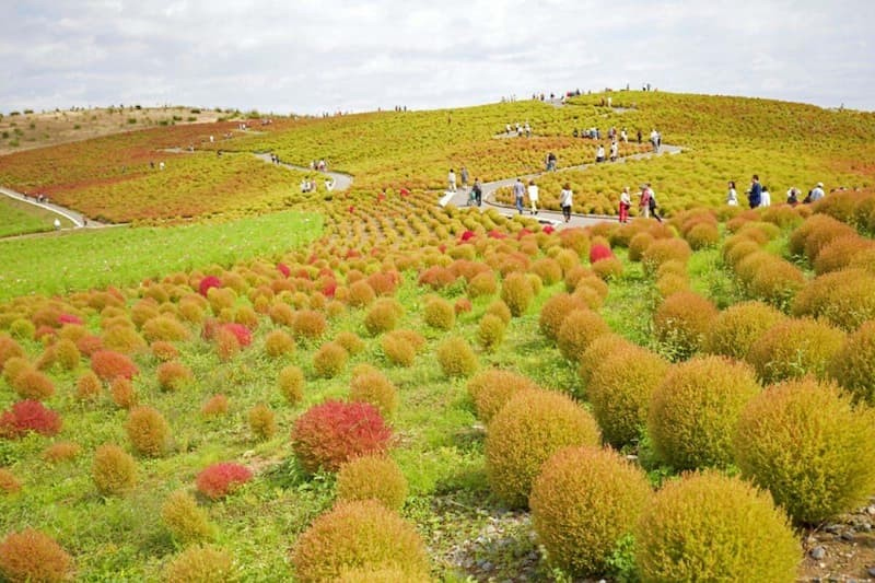 Hitachi Seaside Park