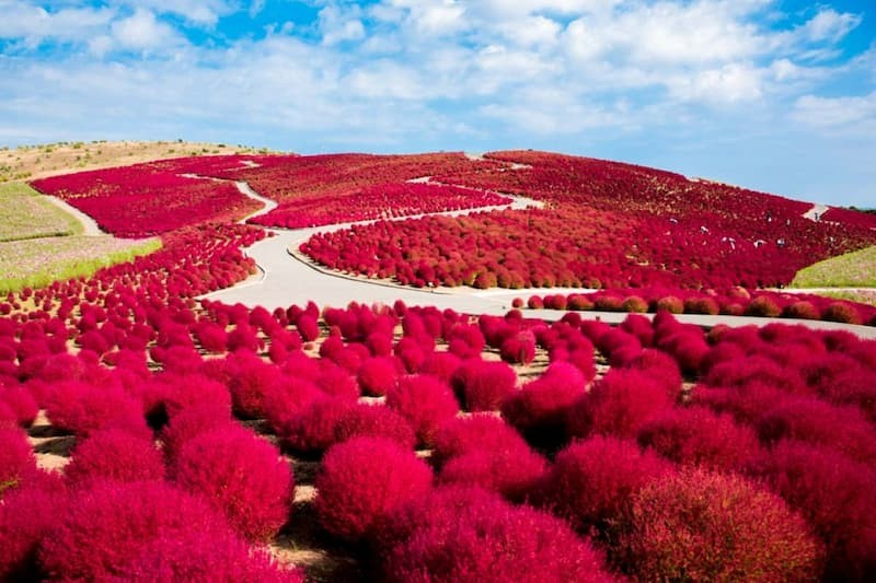 Hitachi Seaside Park