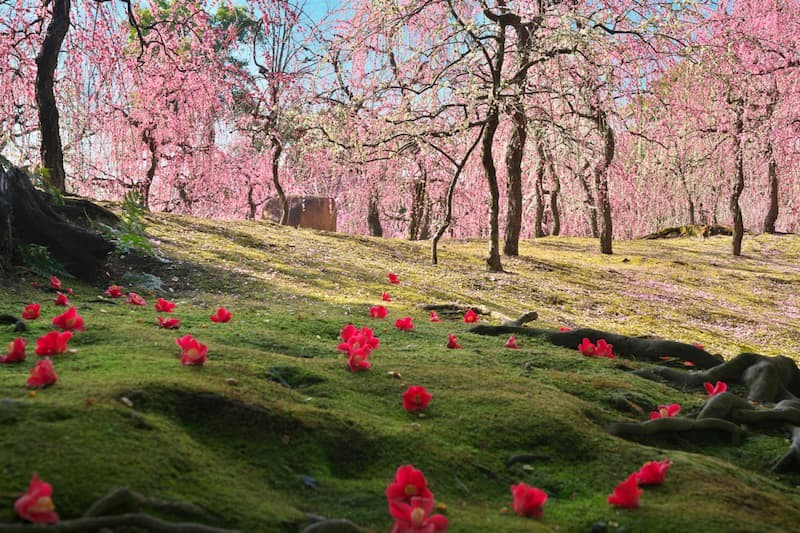 Bunga plum menangis di Kuil Jonangu
