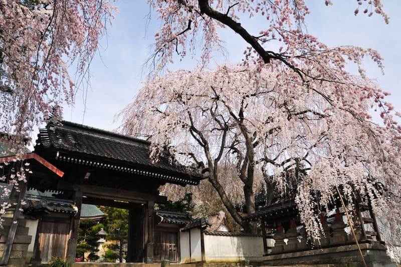Weeping cherry blossoms at Korinji Temple