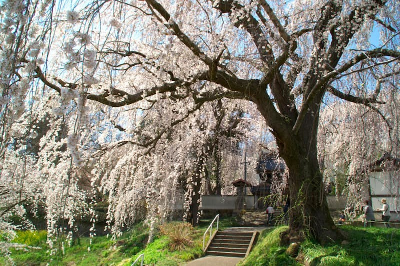 Weeping cherry blossoms at Korinji Temple