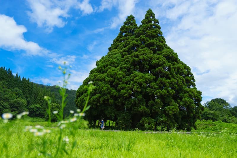 Kosugi no Osugi (Kosugi no Osugi)