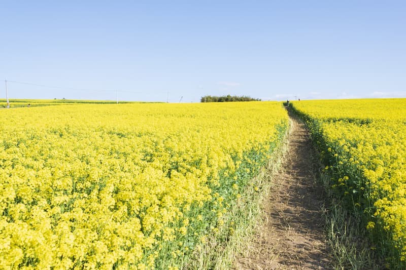 bukit bunga matahari