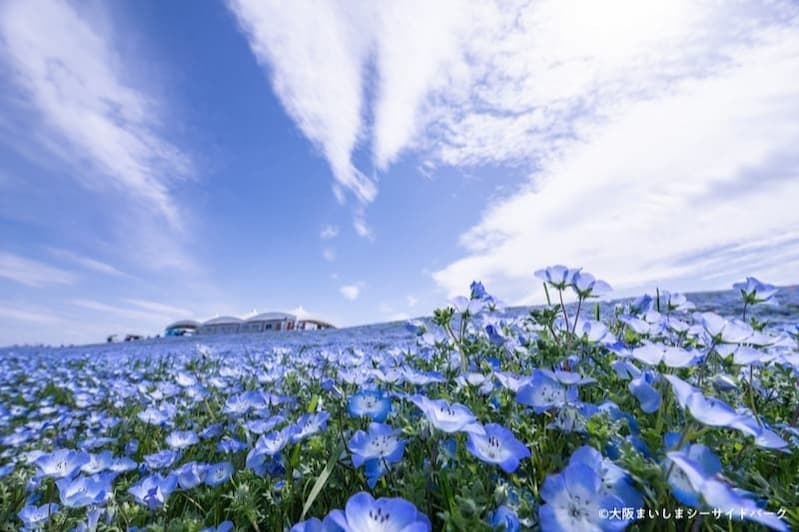 [2024] 10 recommended spectacular views in Osaka in April｜ZEKKEI Japan
