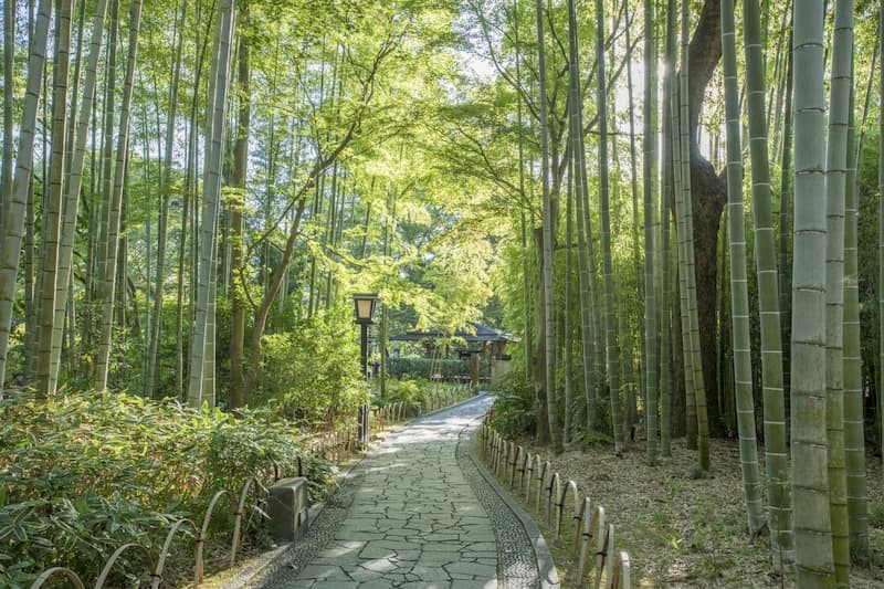 Bamboo forest path