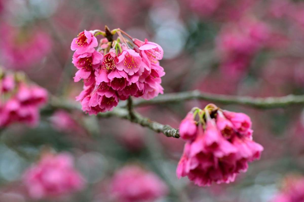 Somei Yoshino cheery is a clone? Profound cherry blossom world｜ZEKKEI ...