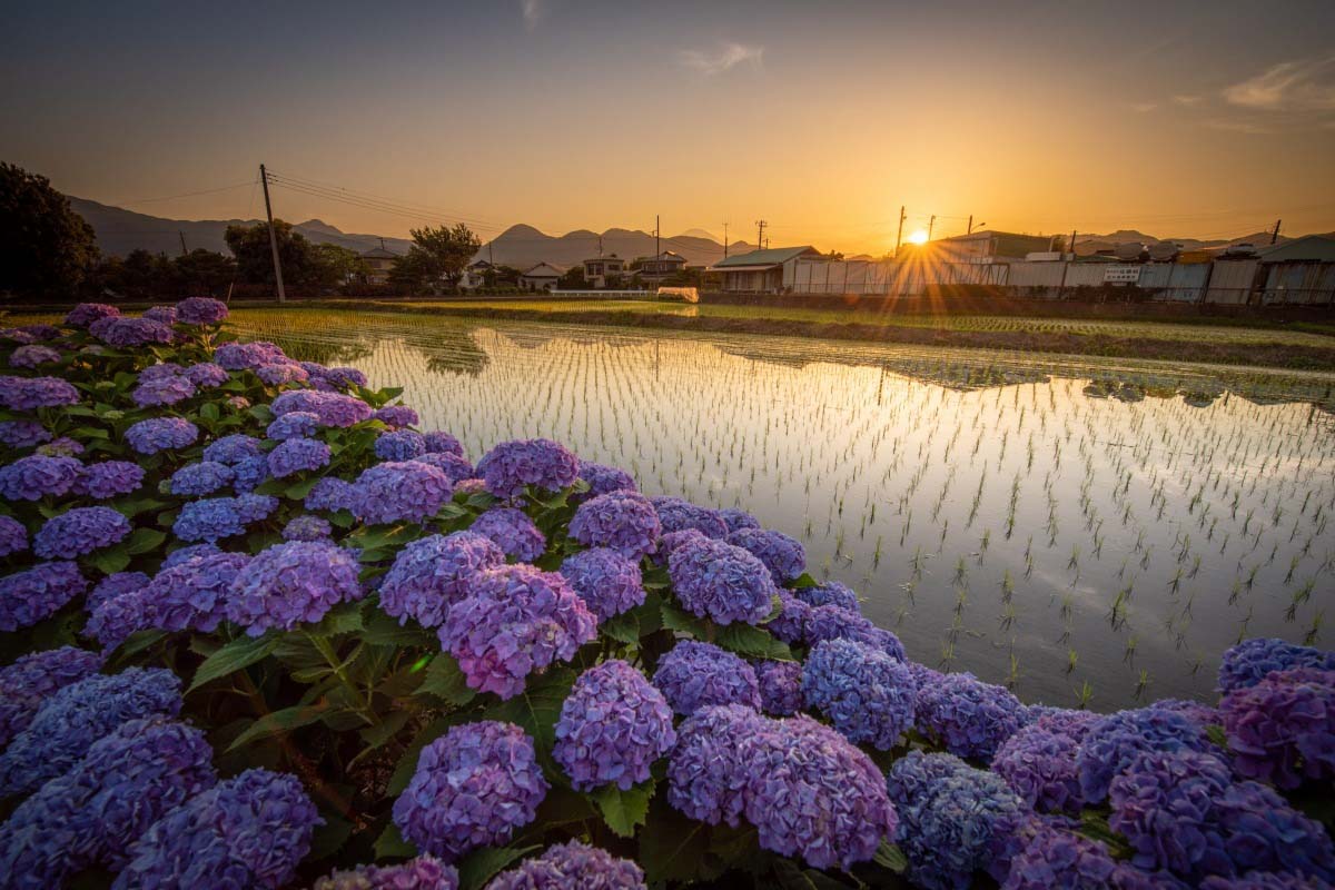 一張圖搞懂！日本繡球花前線╳編輯部精選17名勝 ｜絕景日本