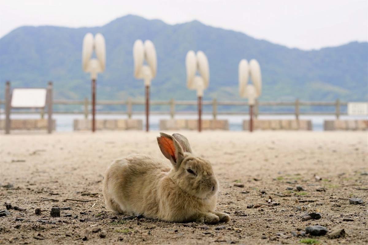 Rabbits and War Remains: Two key attractions to enjoy and make the most ...