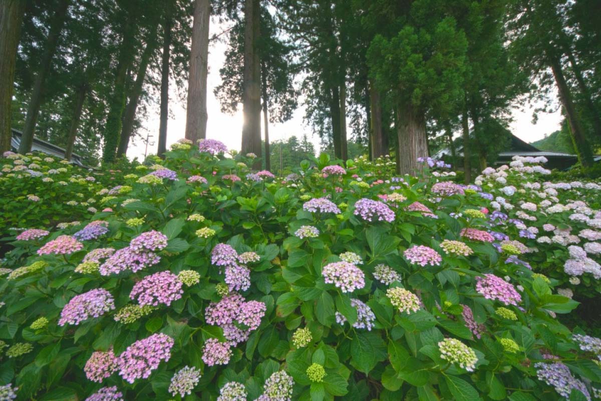 全国の紫陽花（あじさい）の名所17選！開花時期や見頃も解説｜ZEKKEI Japan