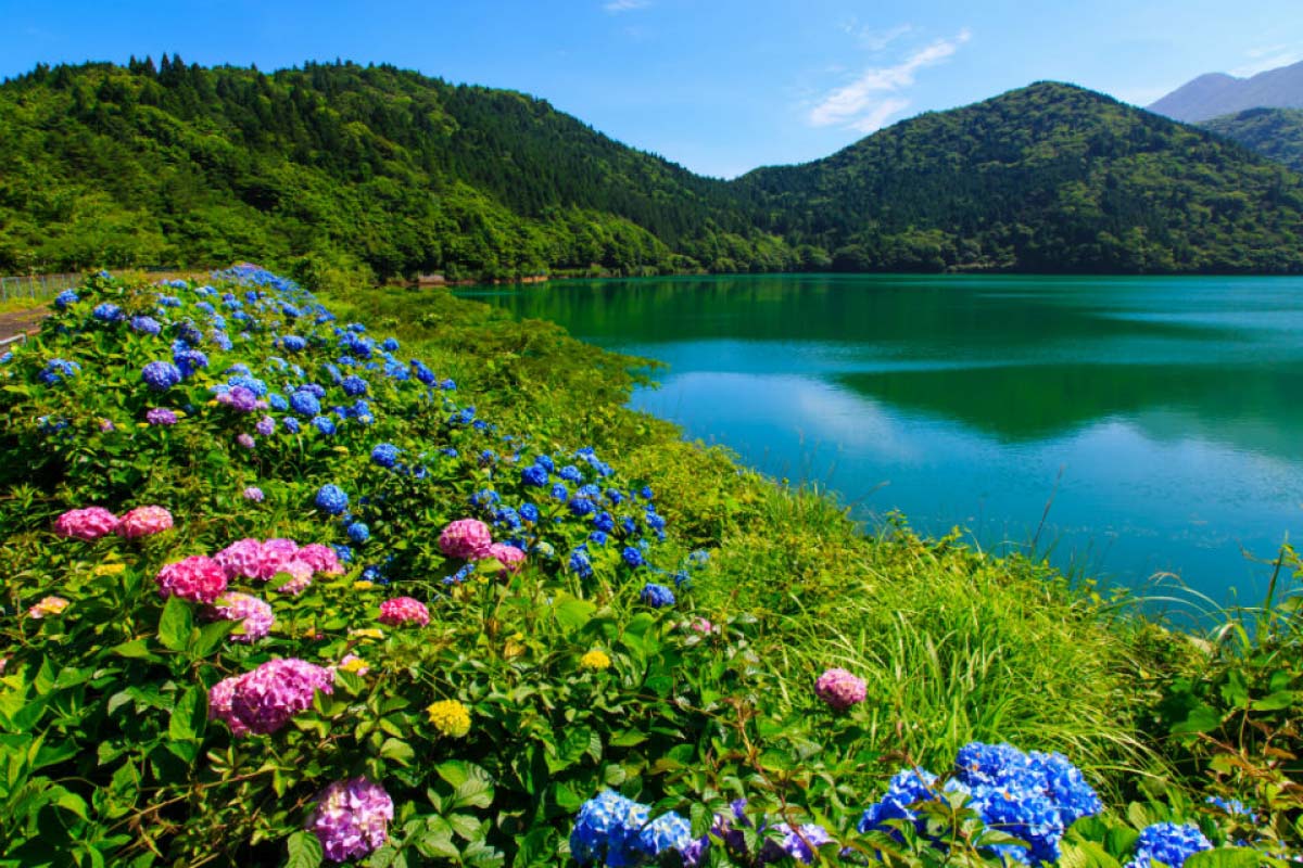 全国の紫陽花（あじさい）の名所17選！開花時期や見頃も解説｜ZEKKEI Japan