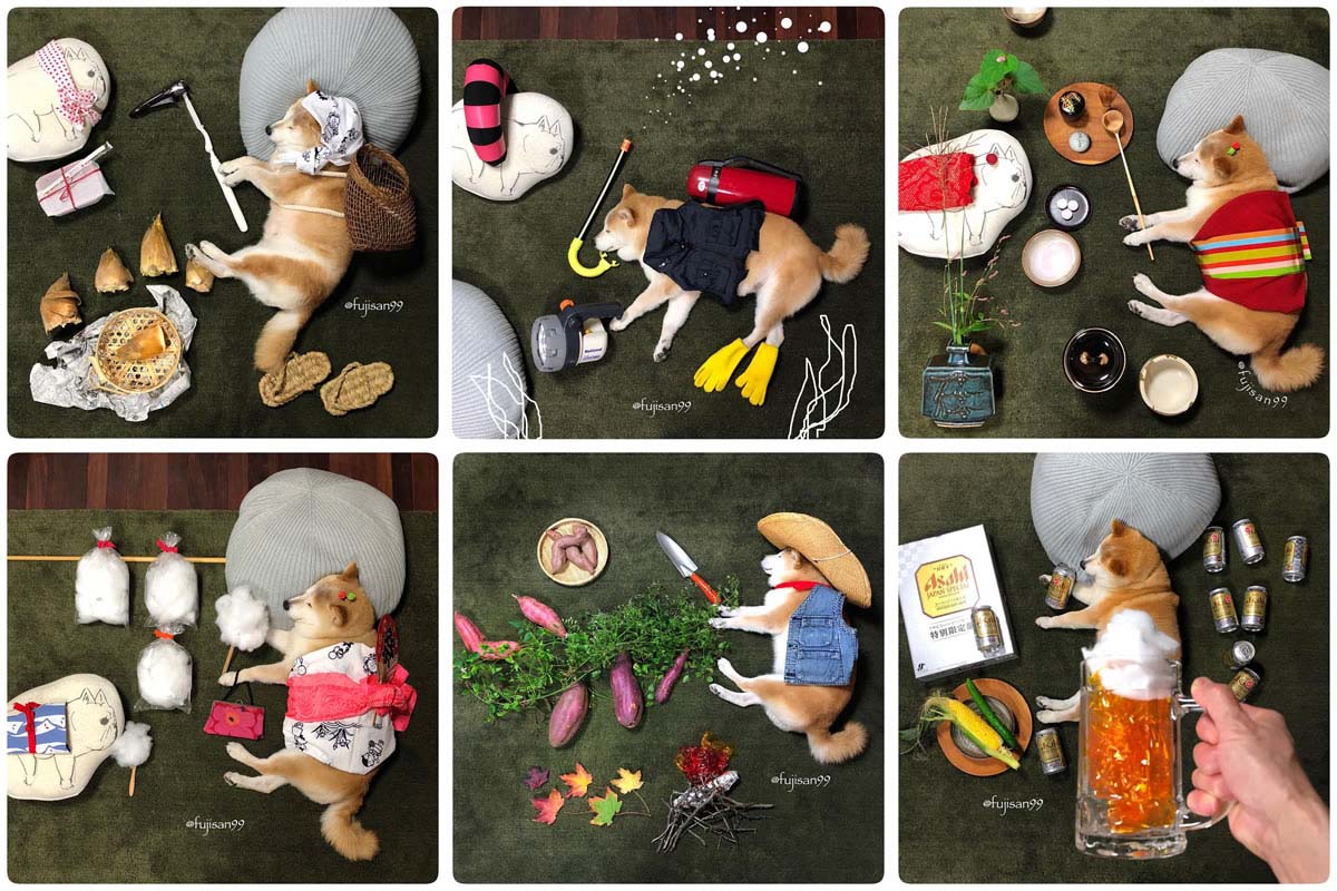 Cute even he is sleeping! Arts of sleeping postures of Ai chan, a shiba ...