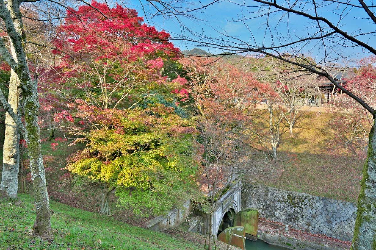 From Metasequoia Trees to Keisoku-ji Temple! 7 Autumn Foliage Spots ...