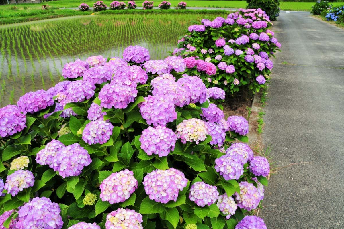 全国の紫陽花（あじさい）の名所17選！開花時期や見頃も解説｜ZEKKEI Japan