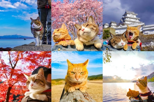 Traveling kitty cats throughout Japan, Daikichi & Fuku chan｜ZEKKEI Japan