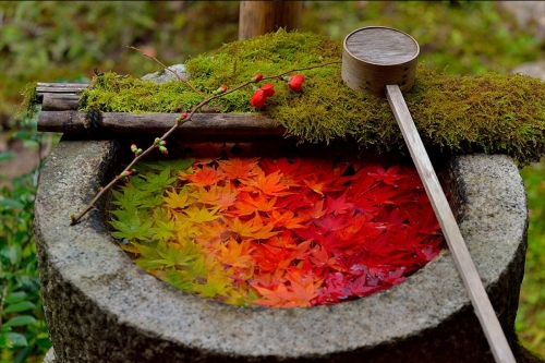 Chozuya with floating flowers of a temple in Kyoto is too beautiful ...