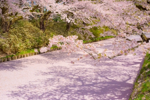 7 cherry blossom tunnels: good to view and good to walk｜ZEKKEI Japan