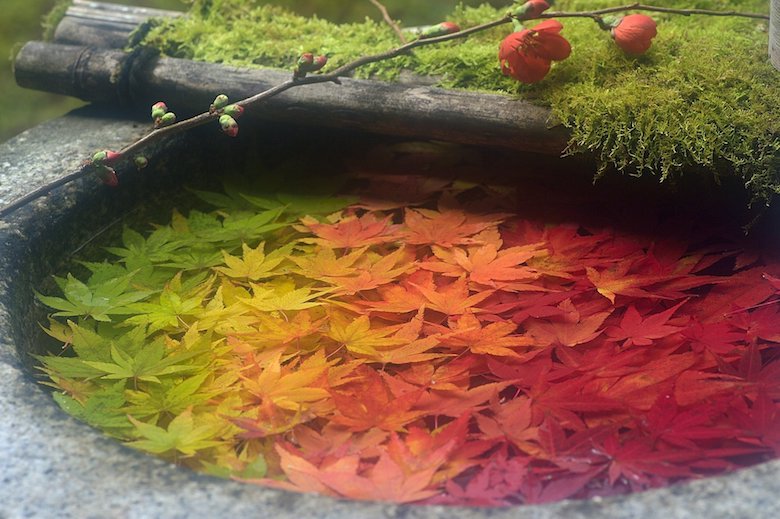 Chozuya with floating flowers of a temple in Kyoto is too beautiful ...