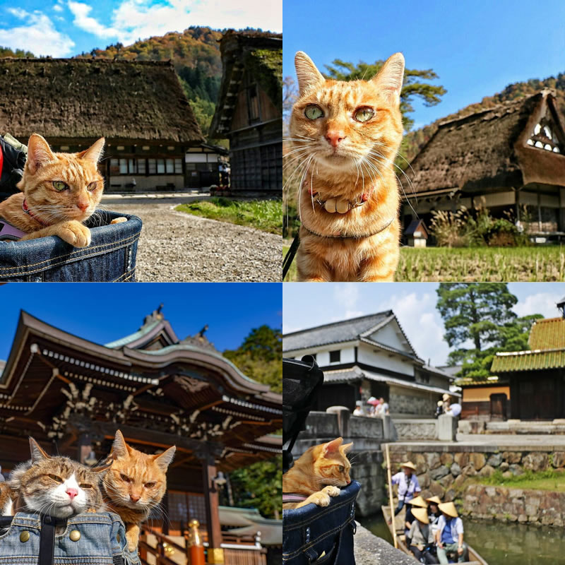 Traveling kitty cats throughout Japan, Daikichi & Fuku chan｜ZEKKEI Japan