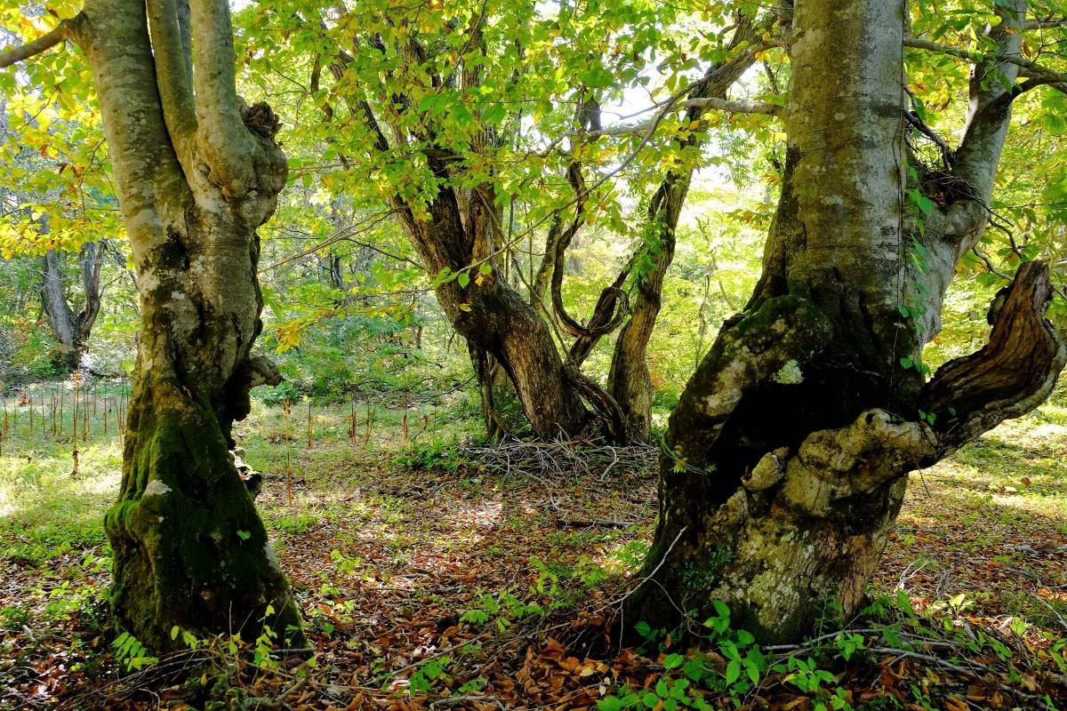 Japan Swamp Wabi Sabi: A New Way To Plan Your Trip To Japan