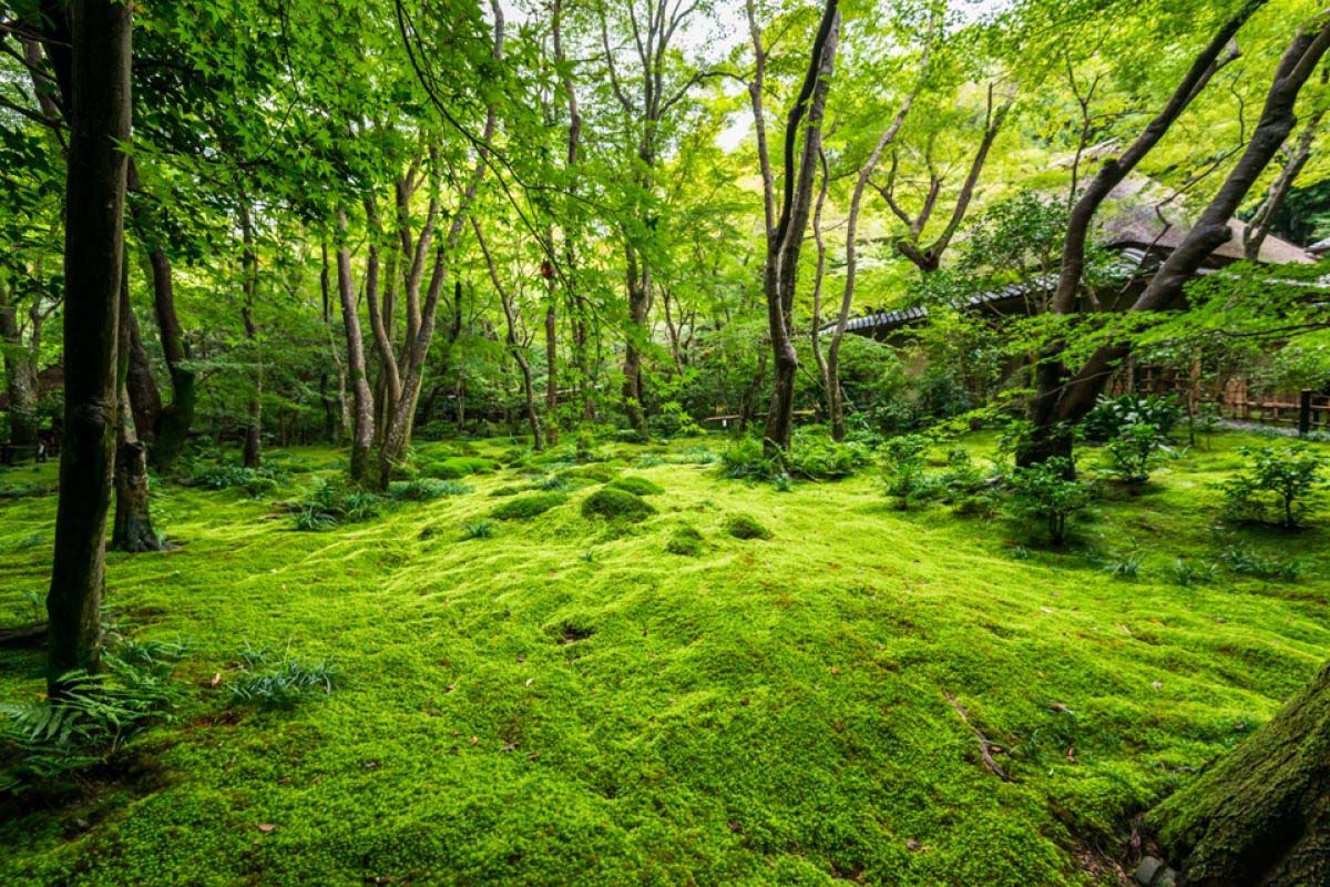 Gioji Temple | ZEKKEI Japan