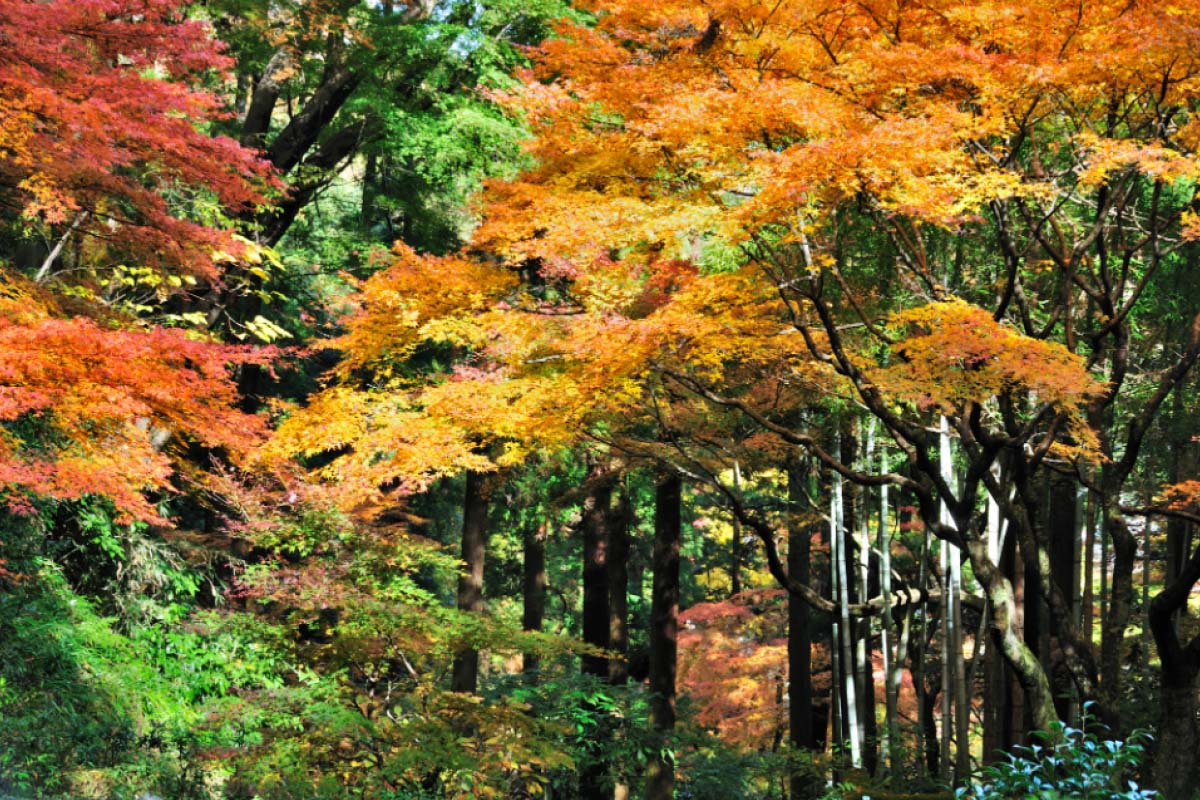 Tokeiji Temple | ZEKKEI Japan