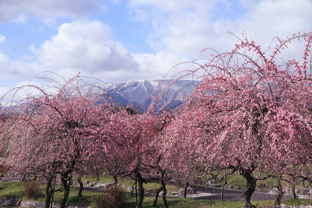 Inabe City Agricultural Park | ZEKKEI Japan