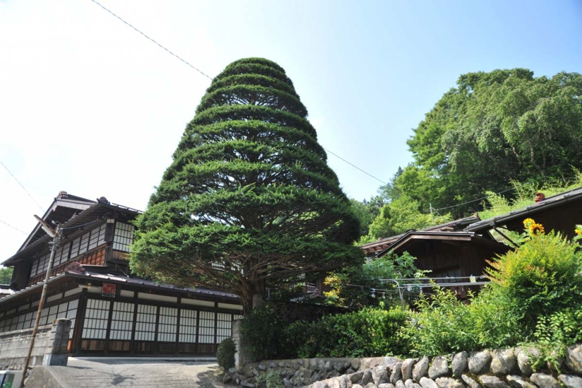 Akasawa in Hayakawa Village | ZEKKEI Japan