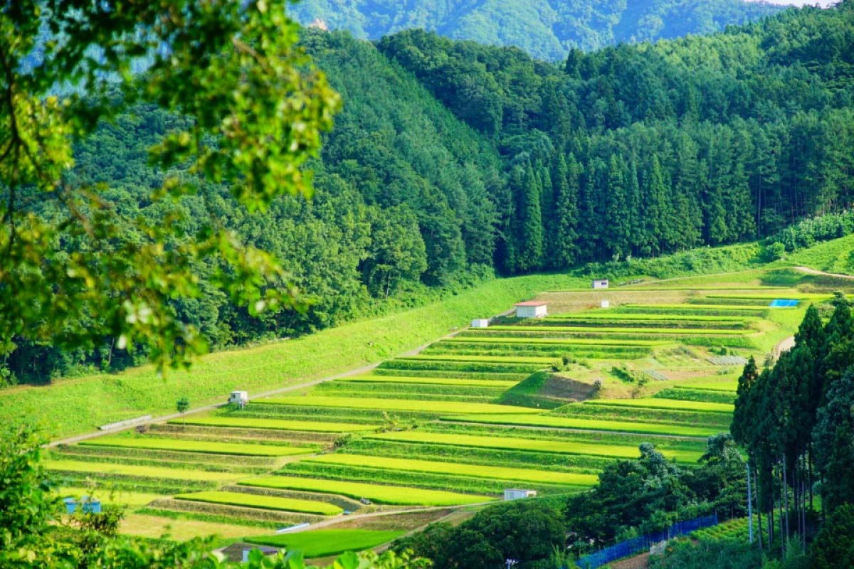Japanese Rice Fields