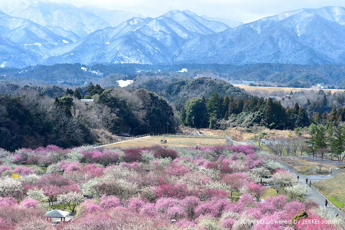 Inabe City Agricultural Park | ZEKKEI Japan