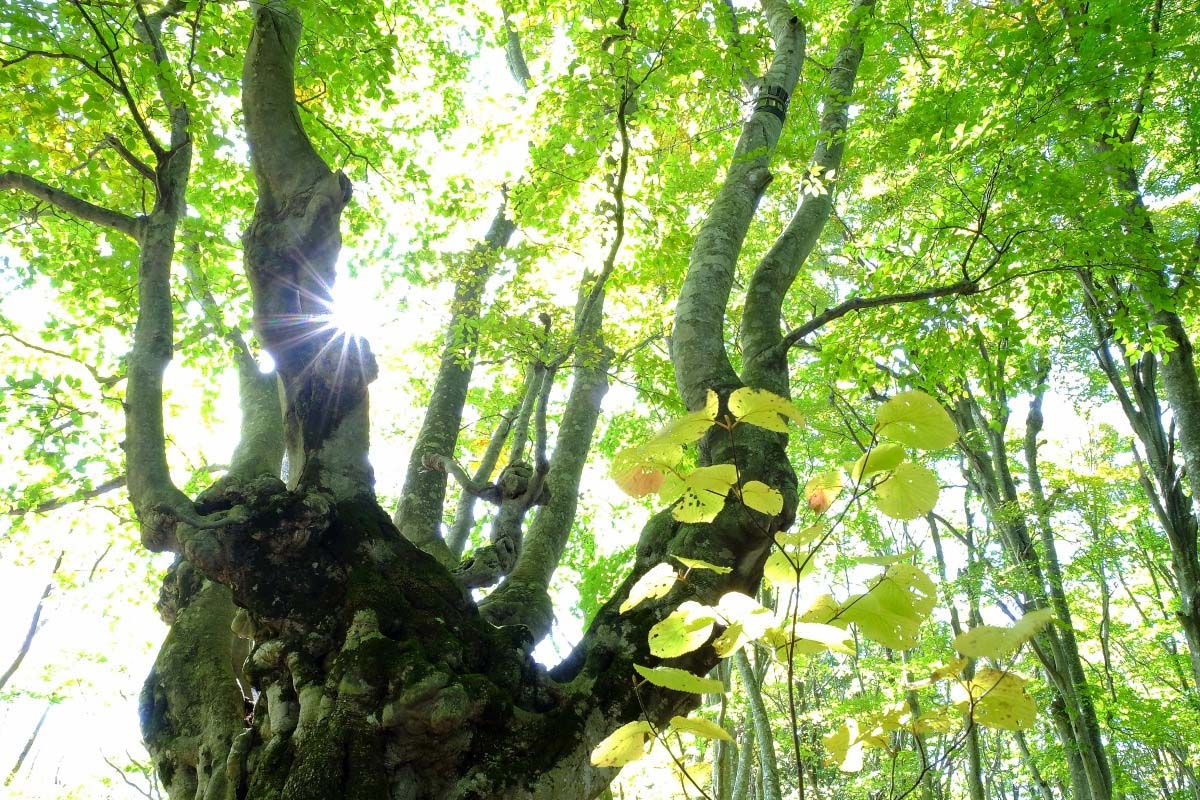 Shikogabana swamp | ZEKKEI Japan