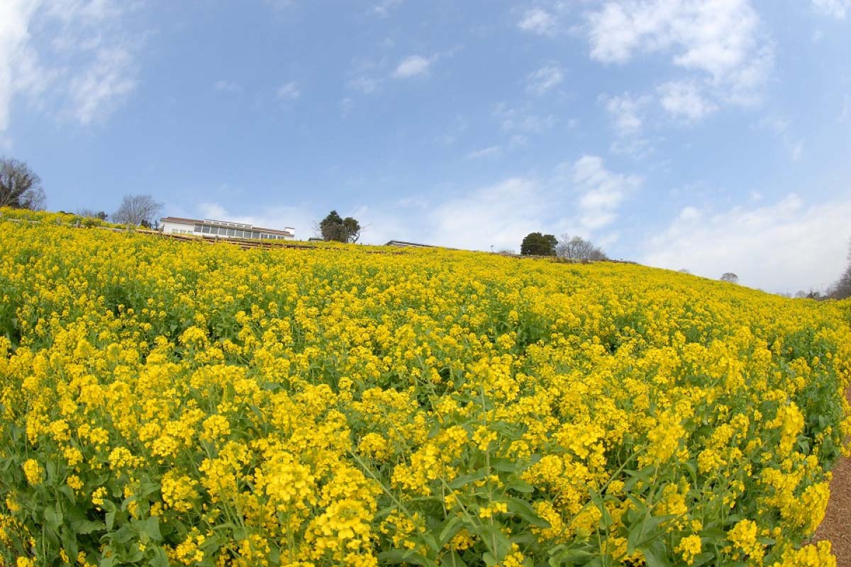 Mother Farm (Chiba) | Flower and animal entertainment farm