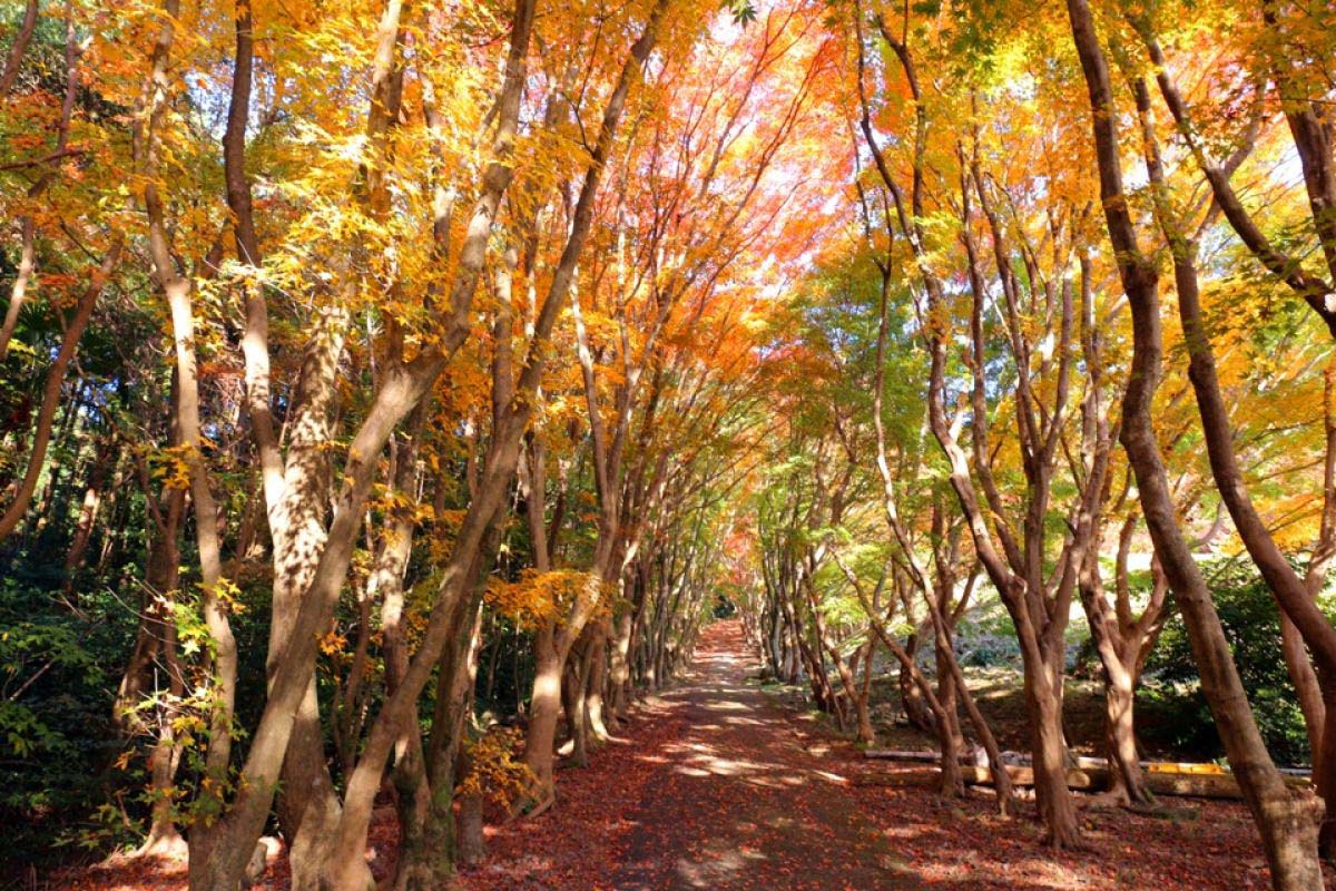 Kawachi Wisteria Garden | Kitakyushu City, Fukuoka Prefecture Tourist ...