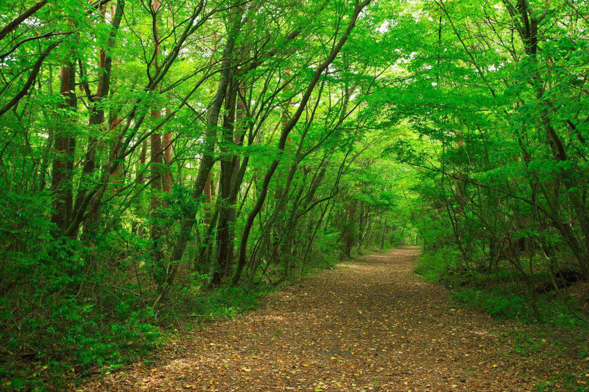 Aokigahara Forest | ZEKKEI Japan