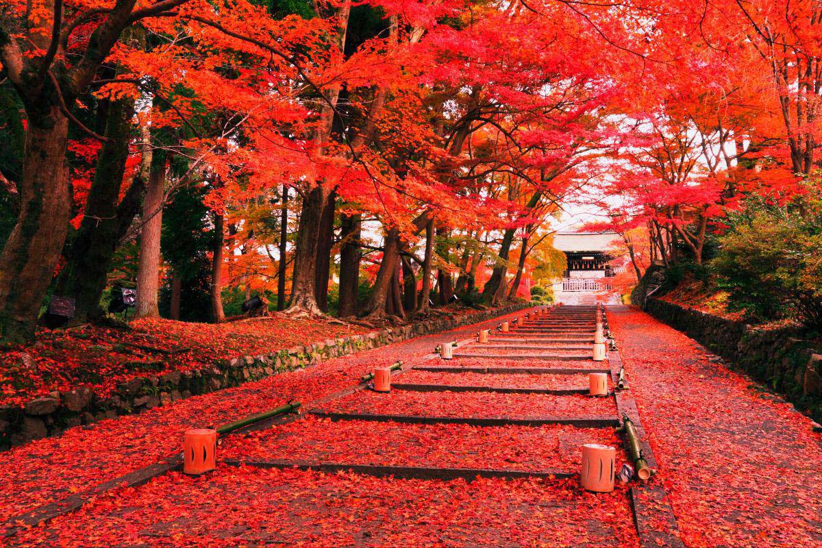 Bishamondo with red leaves of autumn | ZEKKEI Japan