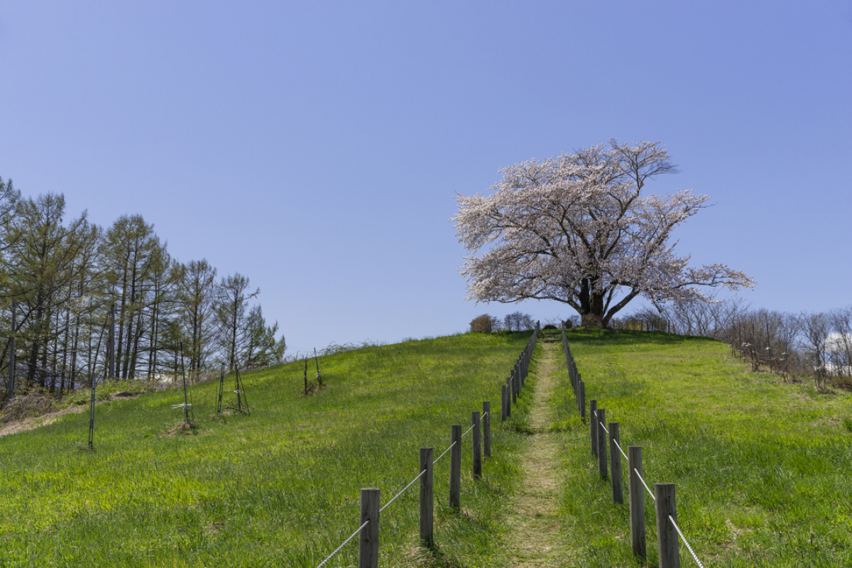 One cherry tree in Tameuchi | Hachimantai City, Iwate Prefecture Access ...