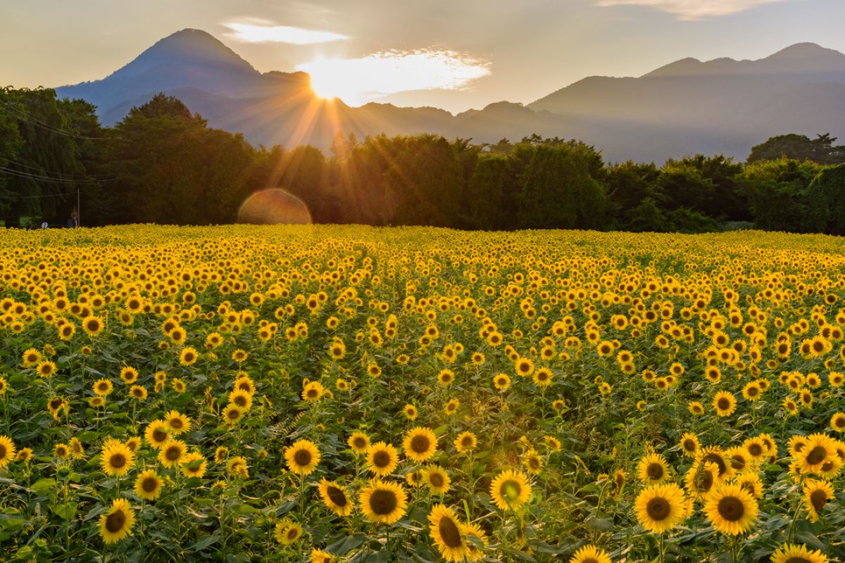 煙山ひまわりパーク周辺の絶景地図｜ZEKKEI Japan