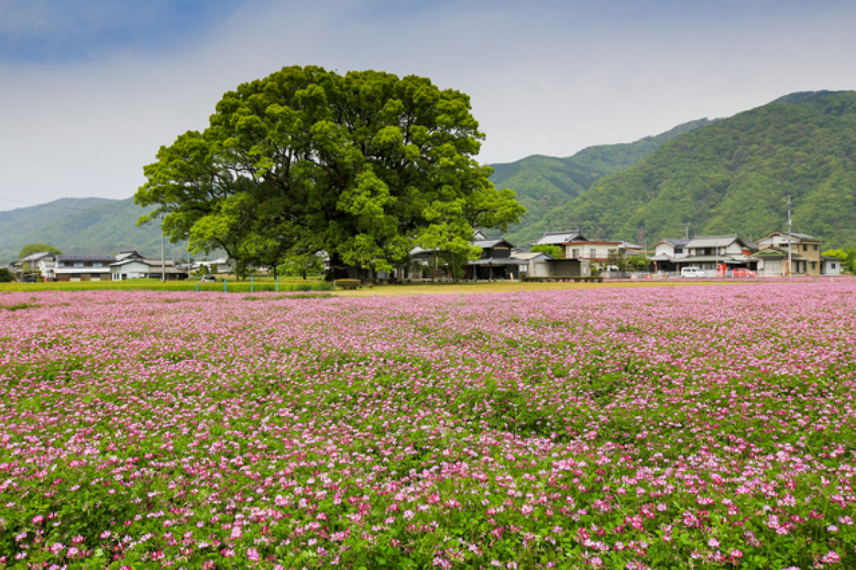 Kamo no Okusu Camphor Tree