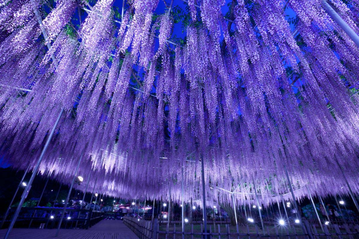 Ashikaga Flower Park | ZEKKEI Japan