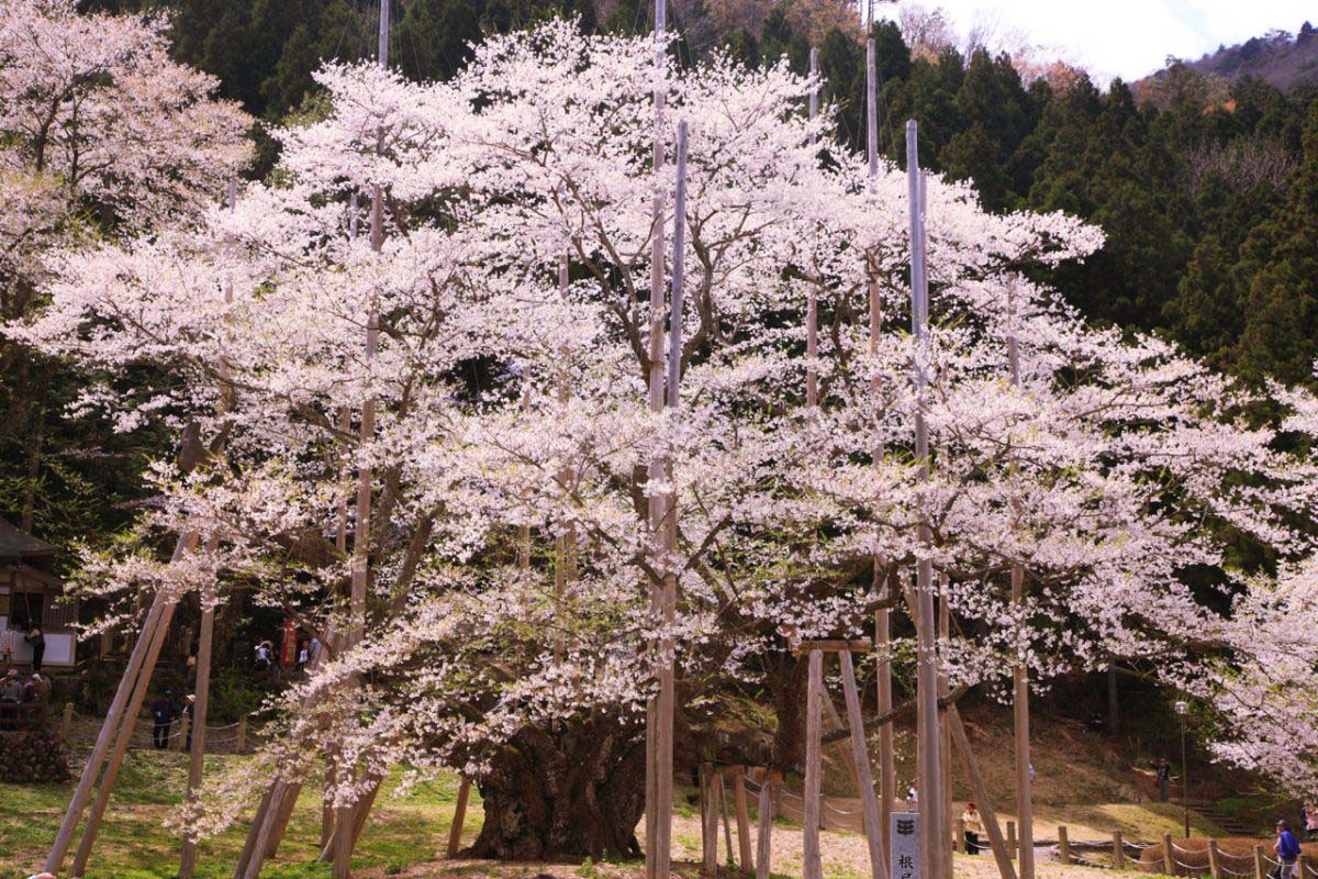 Usuzumi-zakura Cherry Tree | ZEKKEI Japan